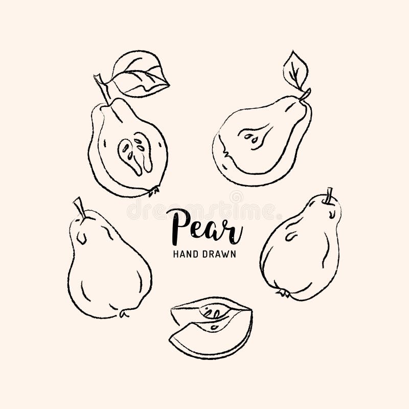 Pear Drawing Vector Hand Drawn Pears, Watercolor Colorful Pears. Vector ...