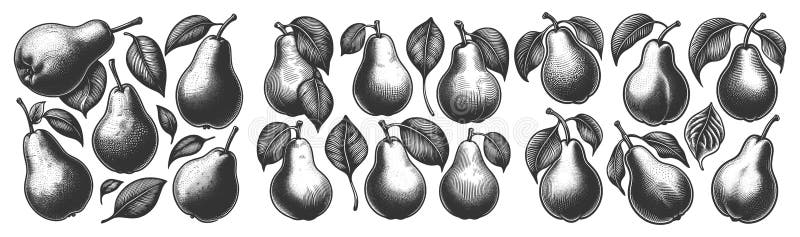 Pear Engraving Set Vector Collection Stock Illustration - Illustration ...