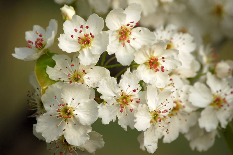 Pear flower stock photo. Image of tree, fruits, beautiful - 3319672