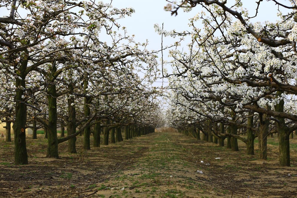 Pear flower blooming stock image. Image of blue, stems - 275425573