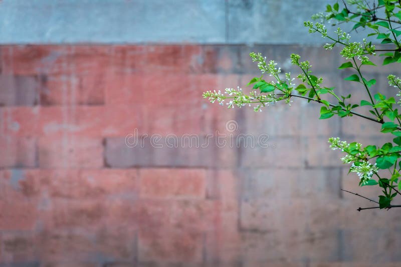 Gemma Boop Brick Stock Photos - Free & Royalty-Free Stock Photos from ...