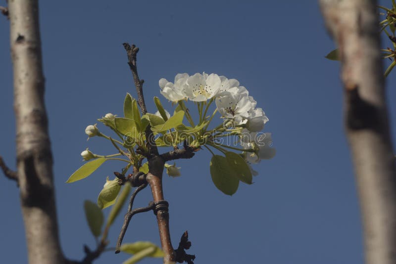 Pear Flower on Spring Sunny Day Stock Image - Image of white, squeezing ...