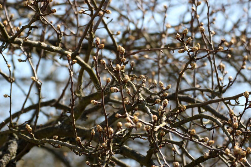 Pear before flowering stock photo. Image of nature, honey - 52710702