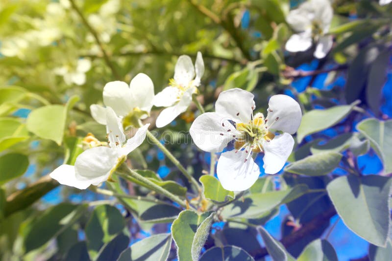 Pear flowers stock image. Image of deciduous, organic - 30769625