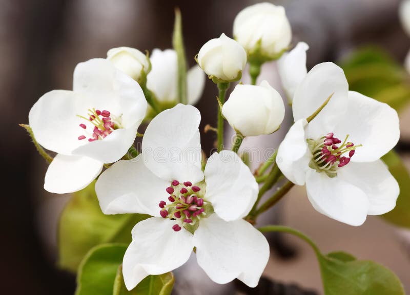 Pear flowers stock image. Image of attractive, stamens - 84393531