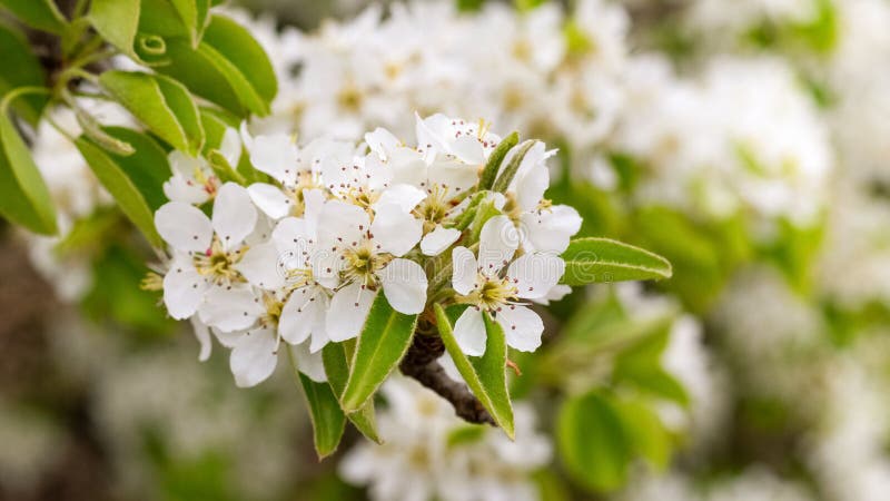 Pear Flowers on a Tree Branch, Flowering Trees Stock Image - Image of ...