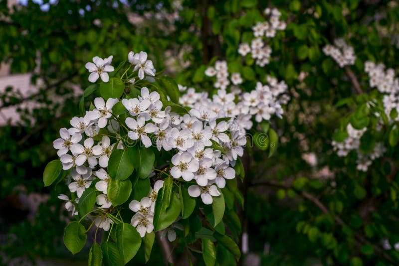 Pear flowers stock image. Image of macro, nature, blue - 119886675