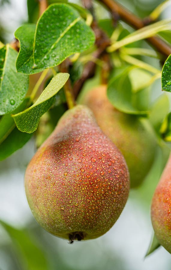 Pear Fruit on a Branch in Drops Stock Image - Image of peartree ...