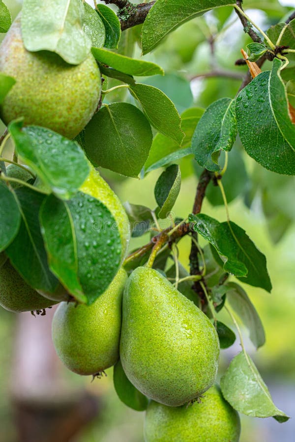 Pear Fruit on a Branch with Green Leaves Stock Image - Image of growing ...