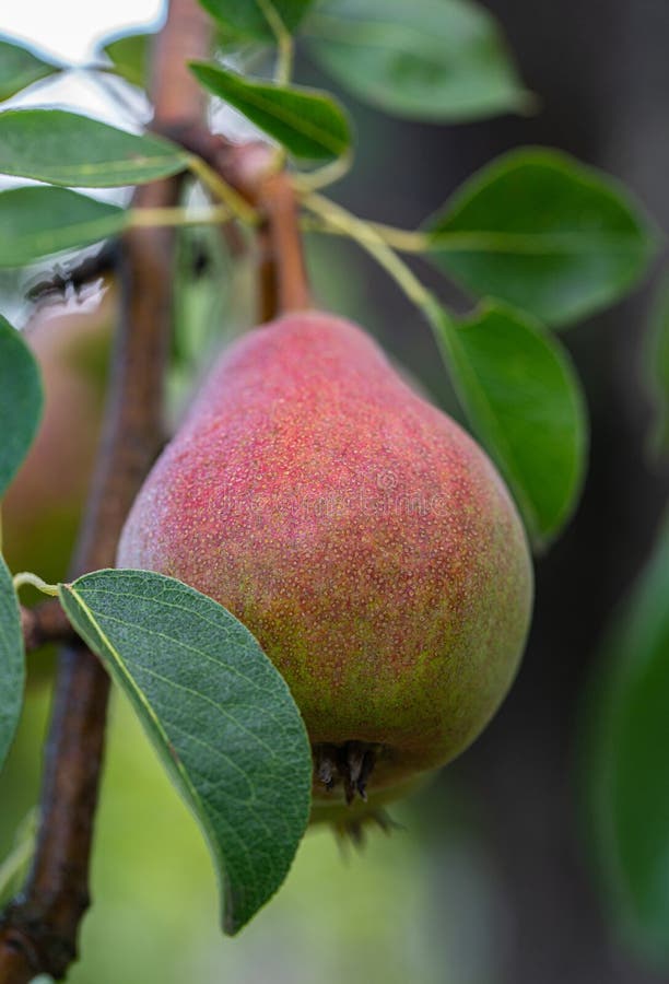Pear Fruit on a Branch with Green Leaves Stock Photo - Image of garden ...