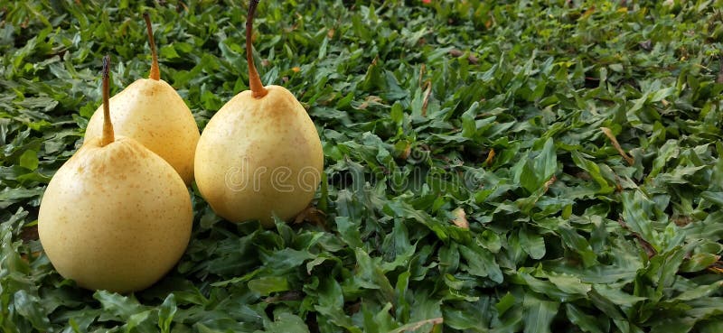 Pear Fruit at the Green Grass Stock Photo - Image of agriculture, grass ...