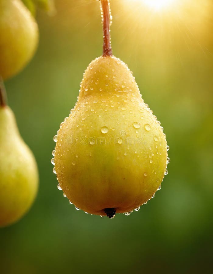 Pear, Fruit, Macro, Portrait. Fresh Pear with Water Drops Stock ...