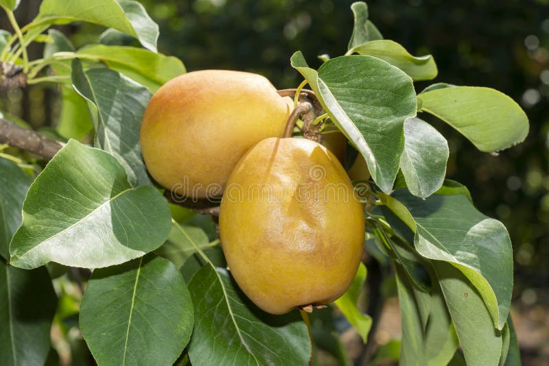 Pear Fruit on a Tree Close-up with Disease and Rot. Garden Protection ...