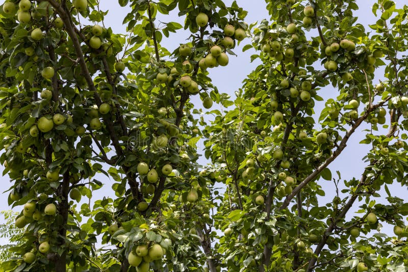 Pear Fruit Tree Full with Fruit Stock Image - Image of beautiful, grow ...