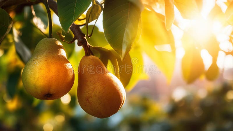 Pear Fruit on the Tree with Light Flare Glow Stock Illustration ...