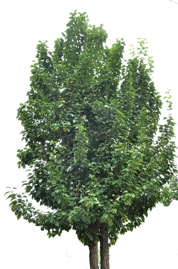 Pear Fruit Tree in White Background Stock Photo - Image of beautiful ...
