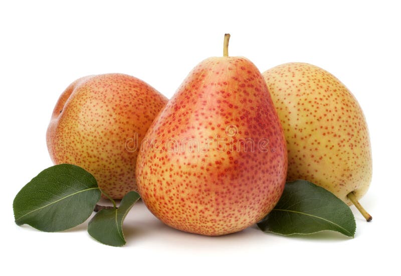 Pear fruits stock photo. Image of natural, branch, health - 24785734