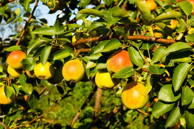 Pear in the garden Russia stock photo. Image of fruit - 158152576