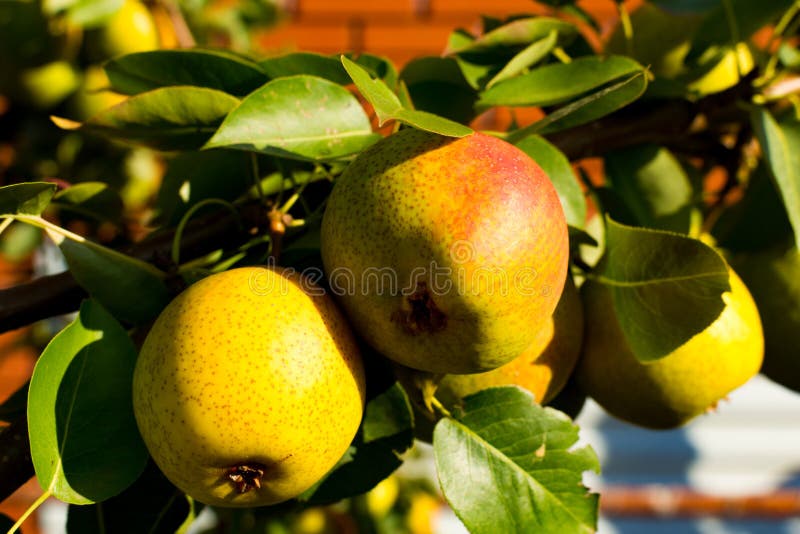 Pear in the garden Russia stock photo. Image of park - 158152654