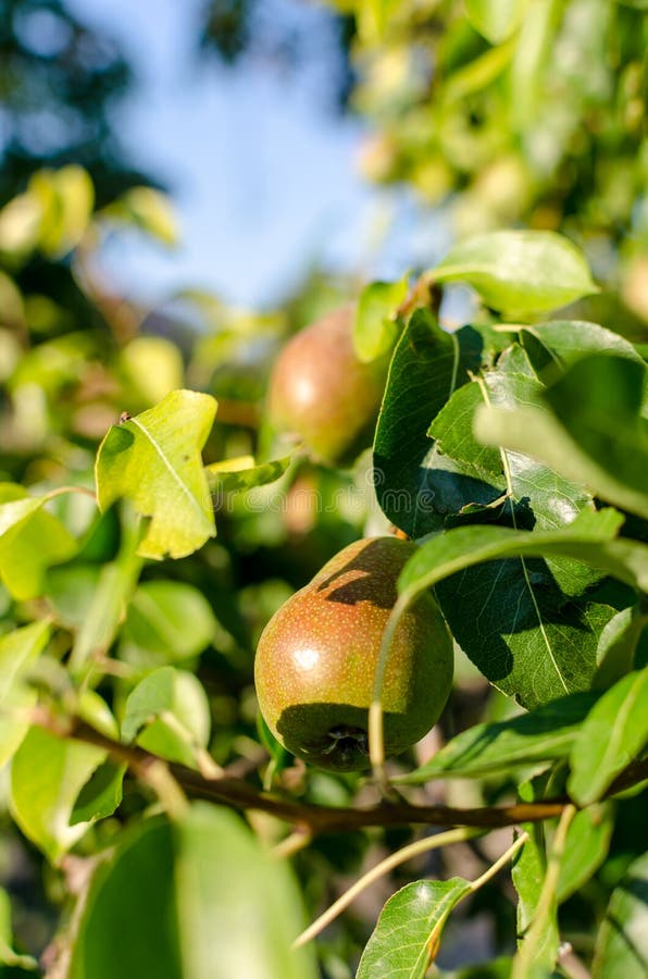Wilson Pear Stock Photos - Free & Royalty-Free Stock Photos from Dreamstime