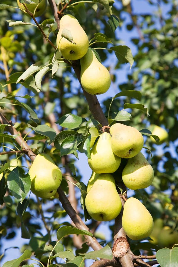 Pear growing in garden stock photo. Image of branch, harvesting - 15675738
