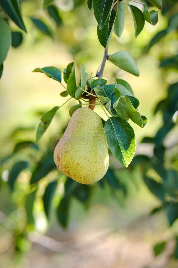 Pear hanging from a tree stock image. Image of crop, branch - 26696389