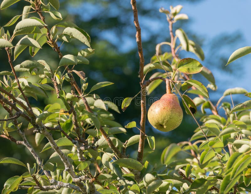 Pear Hanging on Tree Branch in Orchard with Sunlight Pyrus Communis ...