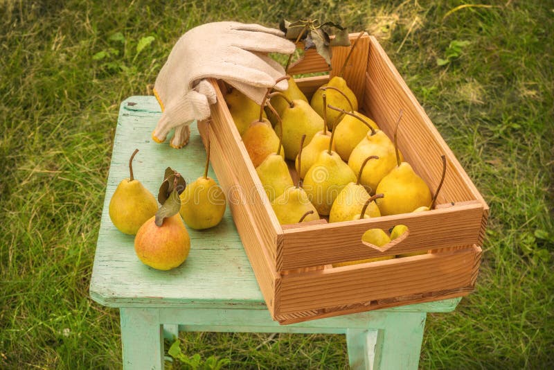 Pear harvest in a box stock image. Image of orchard - 125527483