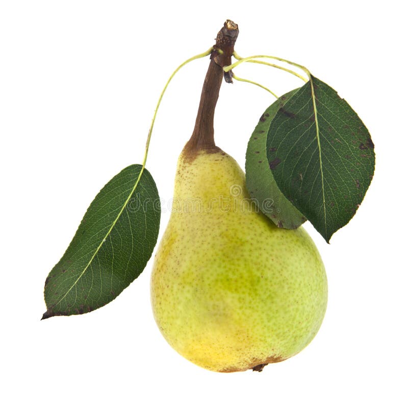 Pear Isolated on White Background Stock Image - Image of pear, christ ...