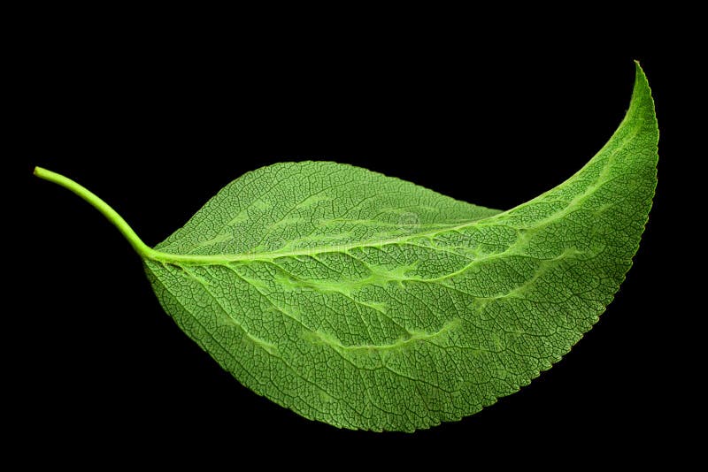 Pear leaf back side stock photo. Image of leaf, organic - 197749288