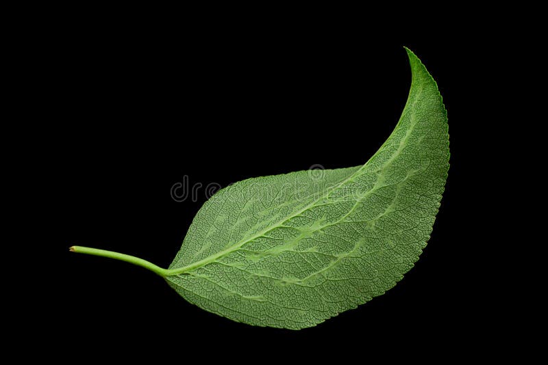 Pear leaf back side stock photo. Image of green, color - 245624928