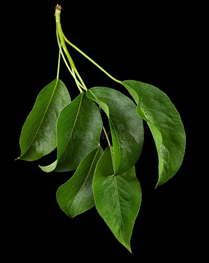 Pear leaf closeup stock photo. Image of green, organic - 197748766