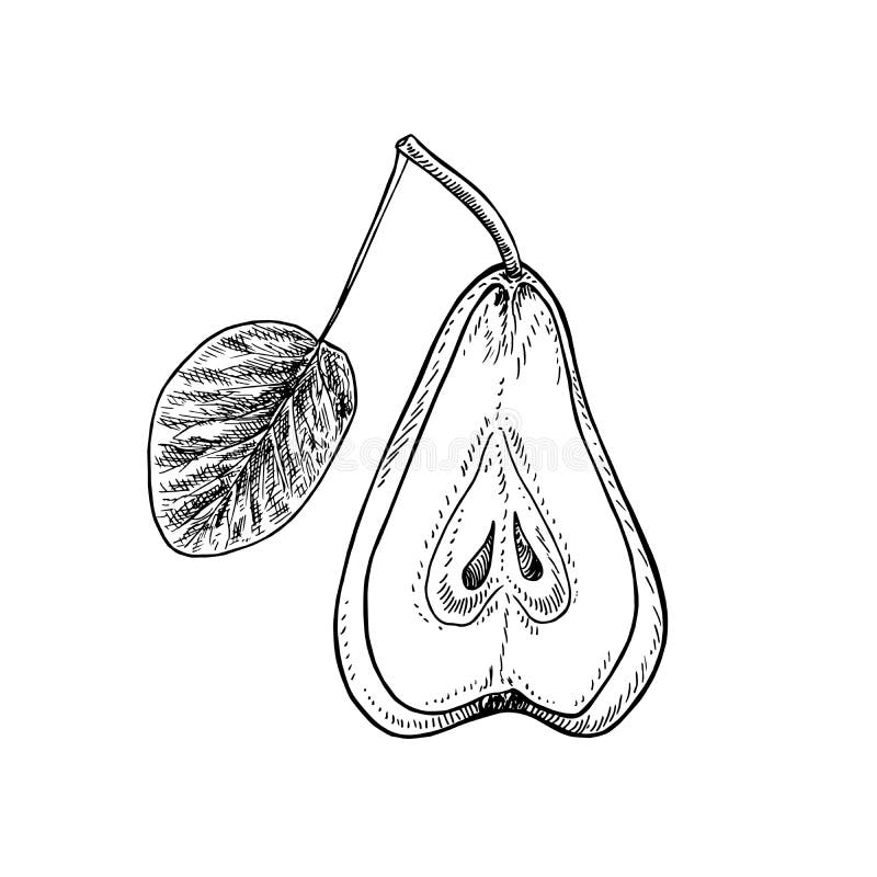 Pear Half Pear Stock Illustrations – 7,066 Pear Half Pear Stock ...