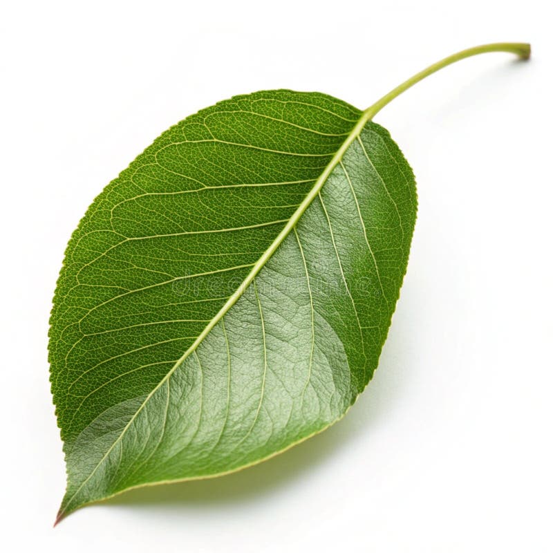 Pear Leaf Isolated on Transparent Background Stock Illustration ...