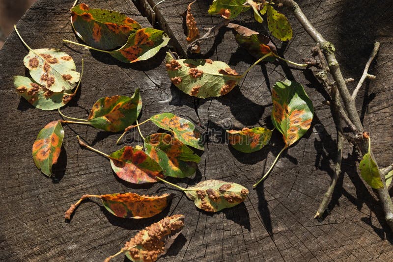 Diseases of a pear. Rust. stock photo. Image of disease - 191936450