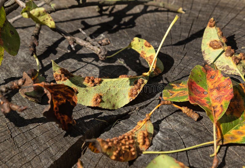 Pear Leaves Affected by Linear Rust. Diseases of Trees Stock Image ...