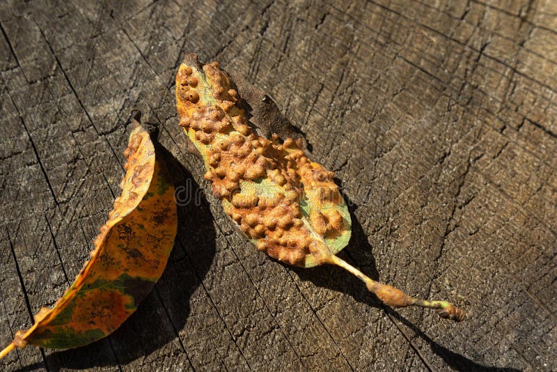 Pear Leaves Affected by Linear Rust. Diseases of Trees Stock Photo ...