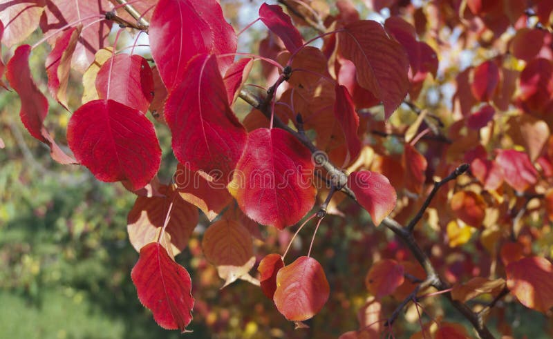 Pear Leaves Colored in Autumn Colors.Red Leaves on a Fruit Tree Stock ...