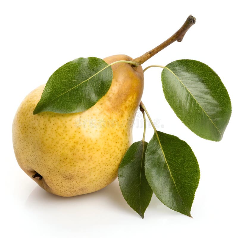 Pear with Leaves Isolated on White Background Stock Illustration ...
