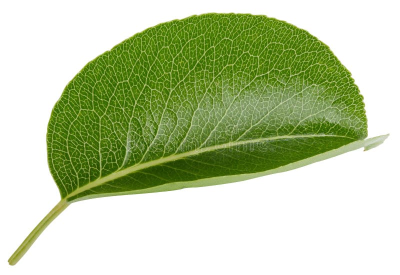 Pear Leaves Isolated on White Clipping Path Stock Photo - Image of ...