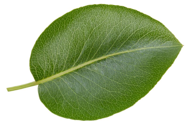 Pear Leaves Isolated on White Clipping Path Stock Photo - Image of ...