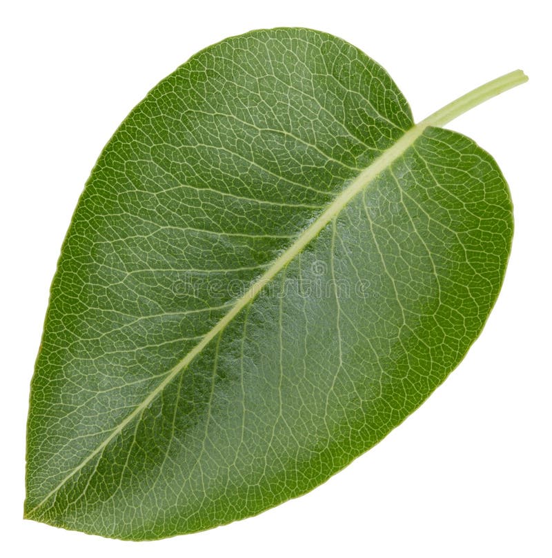 Pear Leaves Isolated on White Clipping Path Stock Photo - Image of ...