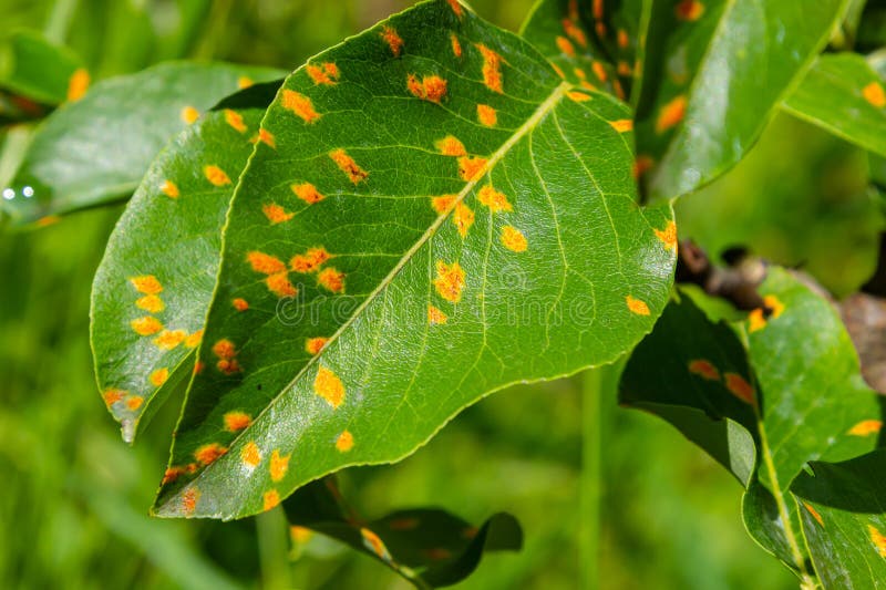 Pear Leaves with Pear Rust Infestation Stock Image - Image of fruit ...