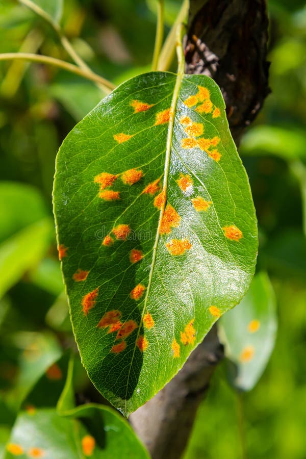 Pear Leaves with Pear Rust Infestation Stock Image - Image of ...