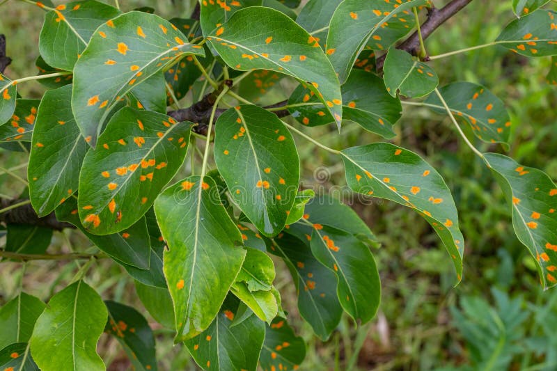 Pear Leaves with Pear Rust Infestation Stock Image - Image of leaf ...