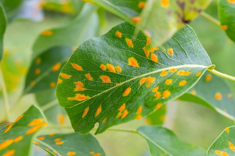 Pear Leaves with Pear Rust Infestation Stock Photo - Image of tree ...