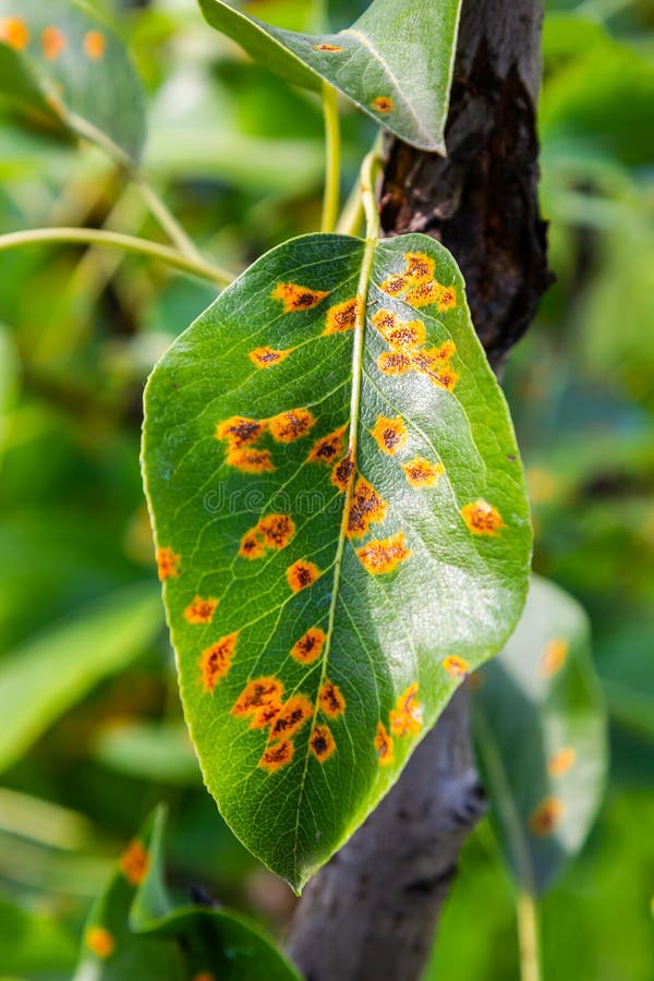 Pear Leaves with Pear Rust Infestation Stock Photo - Image of tree ...