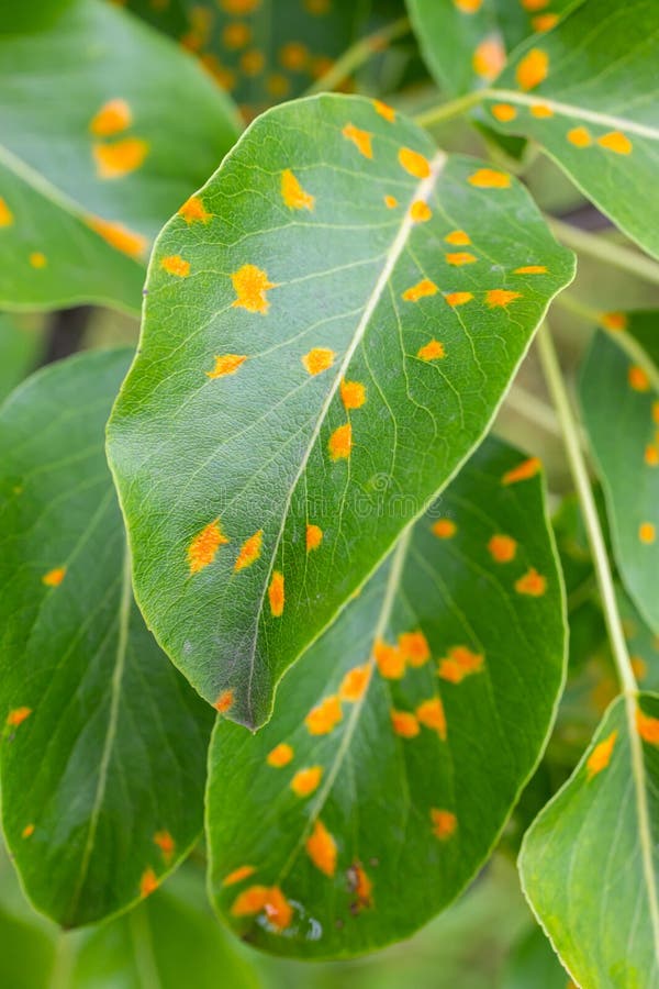 Pear Leaves with Pear Rust Infestation Stock Photo - Image of fungus, spots: 313636390