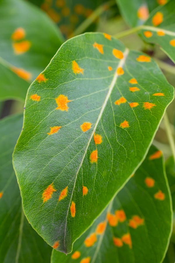Pear Leaves with Pear Rust Infestation Stock Image - Image of farm ...