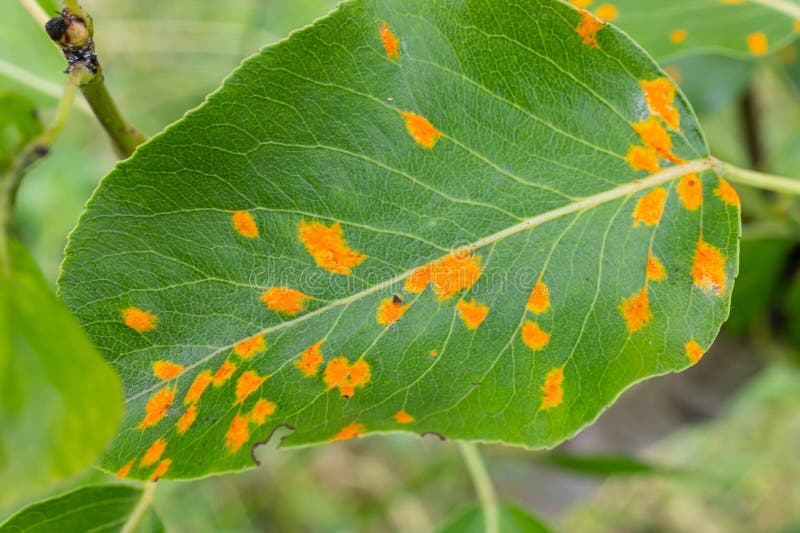 Pear Leaves with Pear Rust Infestation Stock Photo - Image of closeup ...
